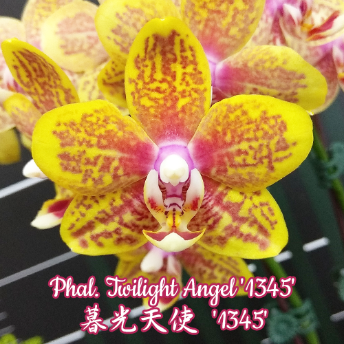 Phal. Twilight Angel '1345' (Орхідея, Фаленопсис) купити в Києві та ...