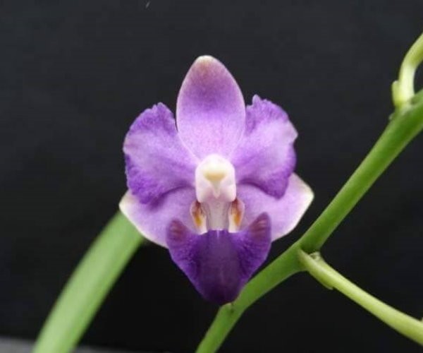 Phal. Tying Shin Blue Jay (=Phal. pulcherrima v.blue × Phal. Purple ...