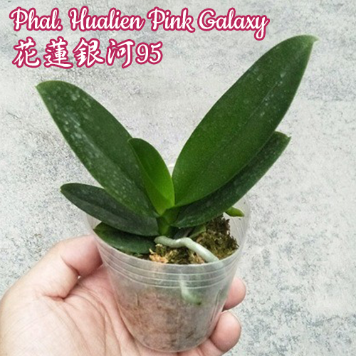 Phal. Hualien Pink Galaxy (Орхідея, Фаленопсис) купити в Києві та ...