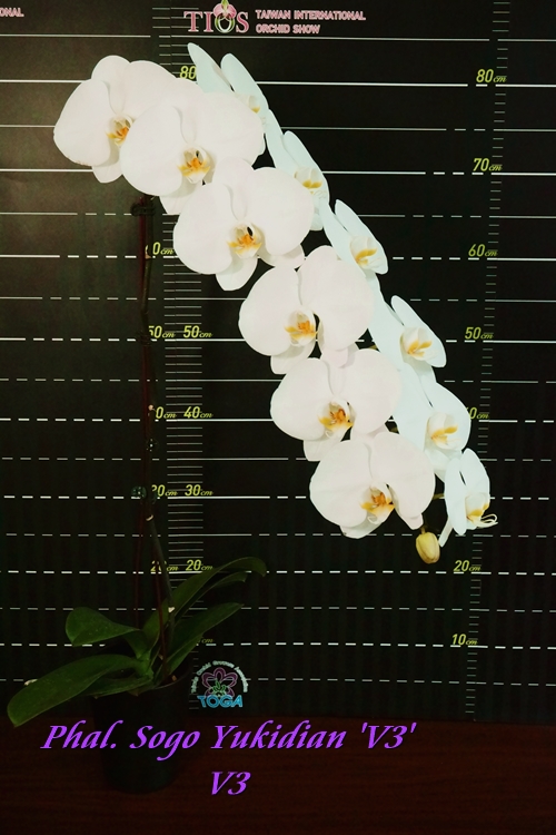 Phal. Sogo Yukidian 'V3' (Орхідея, Фаленопсис) купити в Києві та ...